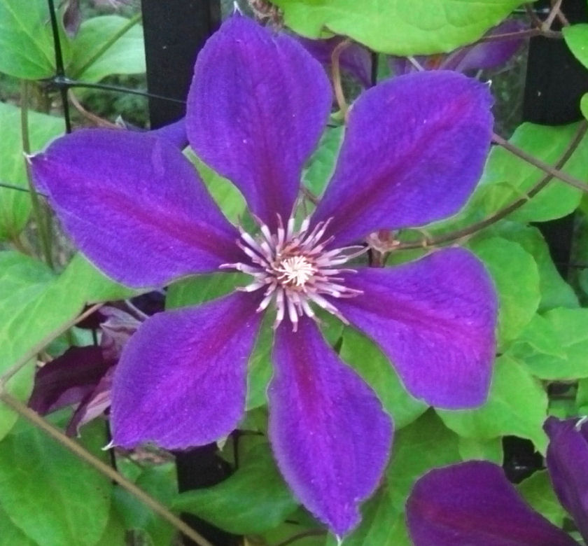 Jackmanii Superba Clematis | Natorp's Online Plant Store